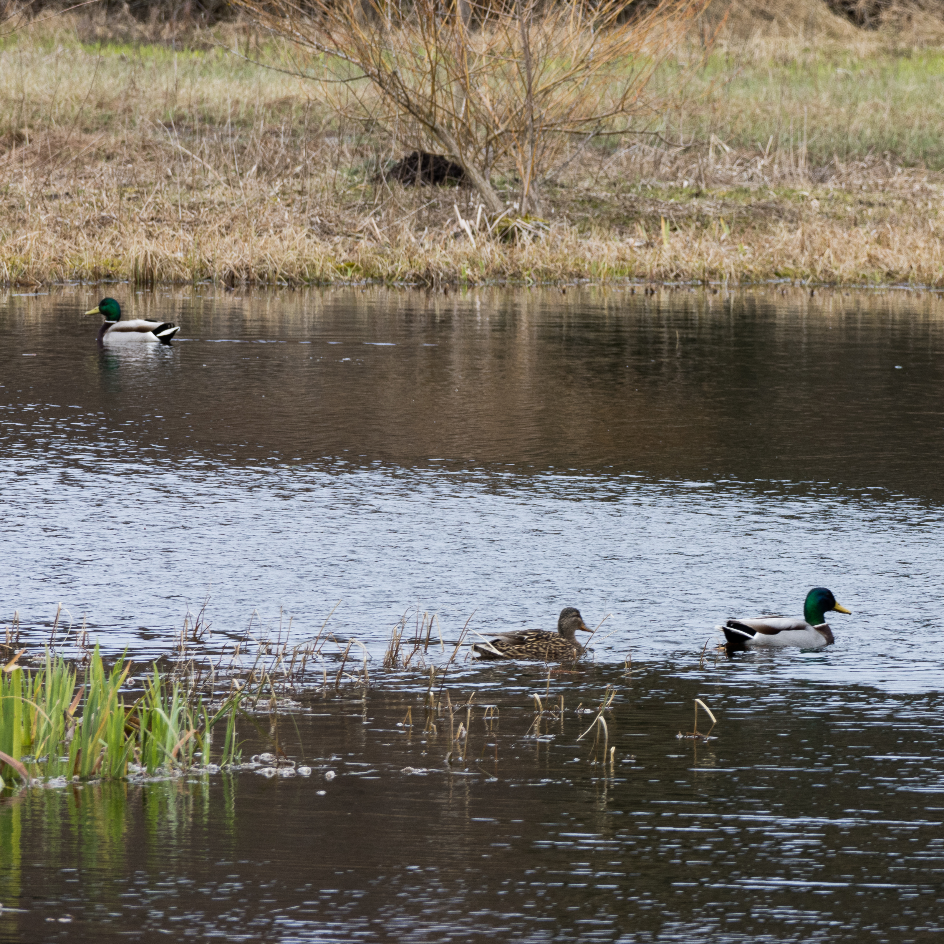 Fauna & Flora in Early Spring – Vogelmoos Nature Reserve
